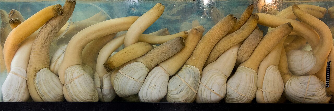 Local Flavor: Geoduck – Seattle Worldcon 2025
